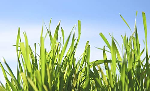 Cat Grass Seeds by Perfect Plants - 1lb. Bag - Guaranteed to Grow Non-GMO Wheat Grass Seed