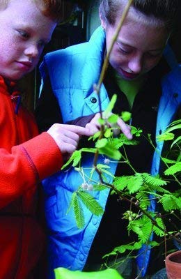 TickleMe Plant Classroom or Homeschool Science Fun Planting Party kit - for 30 Students - Grow The House Plant That Closes Its Leaves When You Tickle It. Includes Activity Book