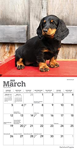 Dachshund Puppies | 2023 7 x 14 Inch Monthly Mini Wall Calendar | BrownTrout | Animals Dog Breeds Puppy DogDays