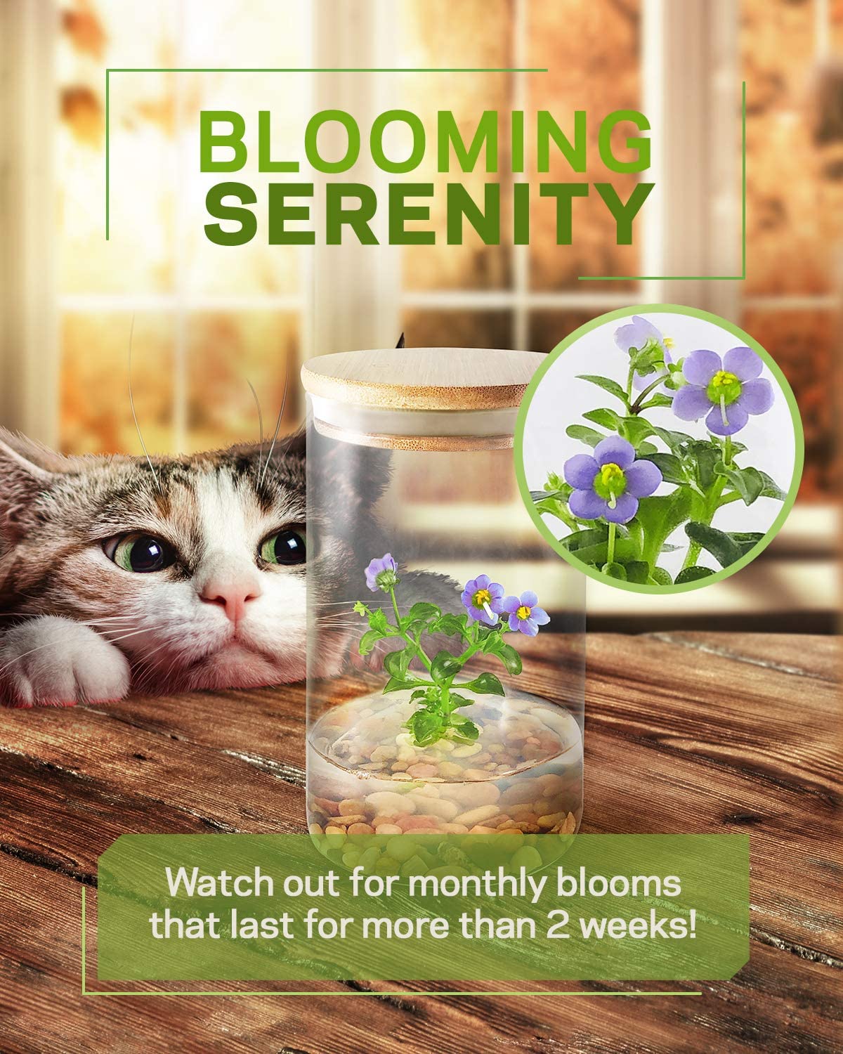 Bloomify Persian Violet (Exacum Affine) - Live Flower Terrarium in Self Sustaining Glass Jar, Maintenance Free and Blooms All-Season, Great Unique Gift and Home Decor, 100% Growth Guarantee