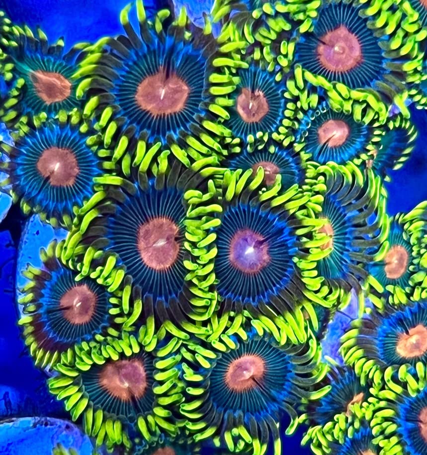coralSLover Live Saltwater Coral Frag - Reverse Blue Eyed Blondie Zoanthids (5 Heads) Green Orange