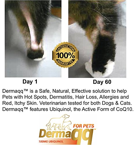Dermaqq Ubiquinol - CoQ10 for Dogs and Cats Hot Spots, Hair Loss, Dermatitis Support (2 Boxes - 100MG softgels)