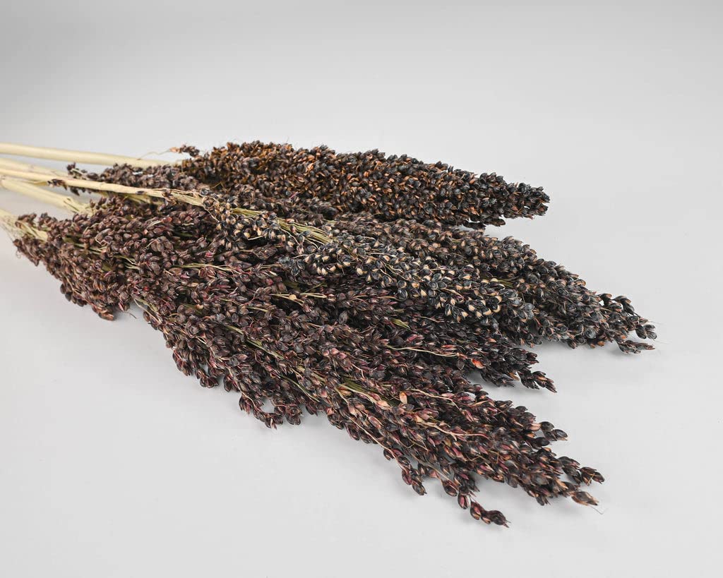 Case of 40 Bunches, Dried Broom Corn - Decorative Black for Home and Office Decor