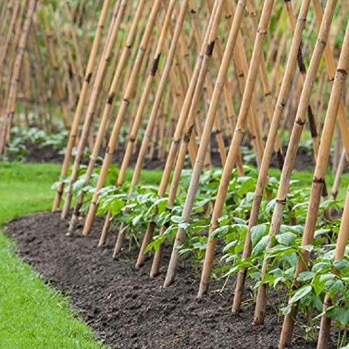 Blue Lake Pole Bean Seeds for Planting, 50+ Heirloom Green Bean Seeds Per Packet, (Isla's Garden Seeds), Non GMO Seeds, Botanical Name: Phaseolus vulgaris