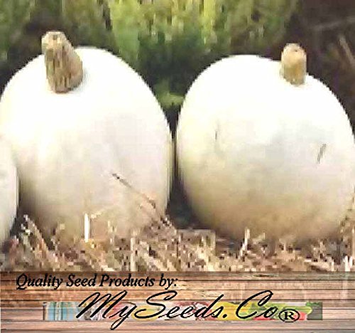 Big Pack (80-90+) Dill Atlantic Giant, Casper White, Cinderella Rouge VIF D'Etampes, & Jarrahdale Blue Pumpkin Seeds - Non-GMO Seeds by MySeeds.Co (Big Pack - Pumpkin Mix II)