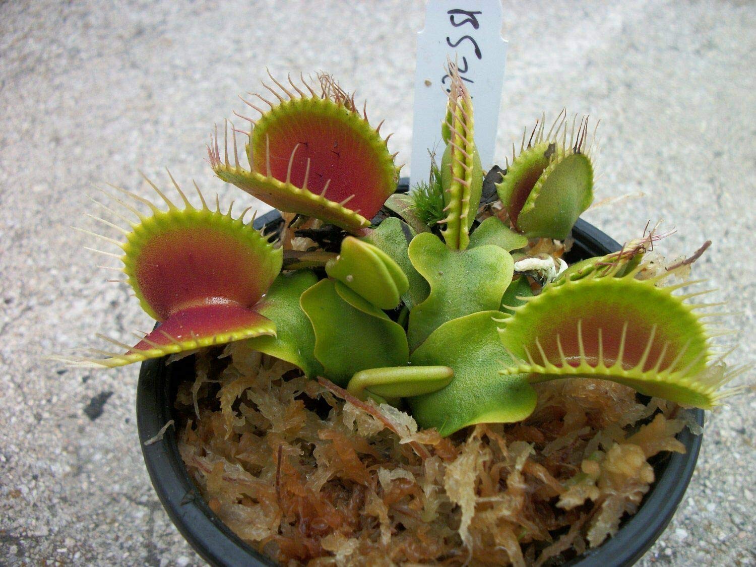B52 Giant Venus Flytrap - Fly Trap - (Dionaea Muscipula) Carnivorous Plant 3.75 inch Pot