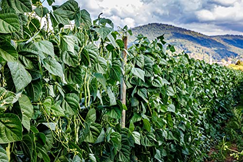 Blue Lake Pole Bean Seeds for Planting, 50+ Heirloom Green Bean Seeds Per Packet, (Isla's Garden Seeds), Non GMO Seeds, Botanical Name: Phaseolus vulgaris