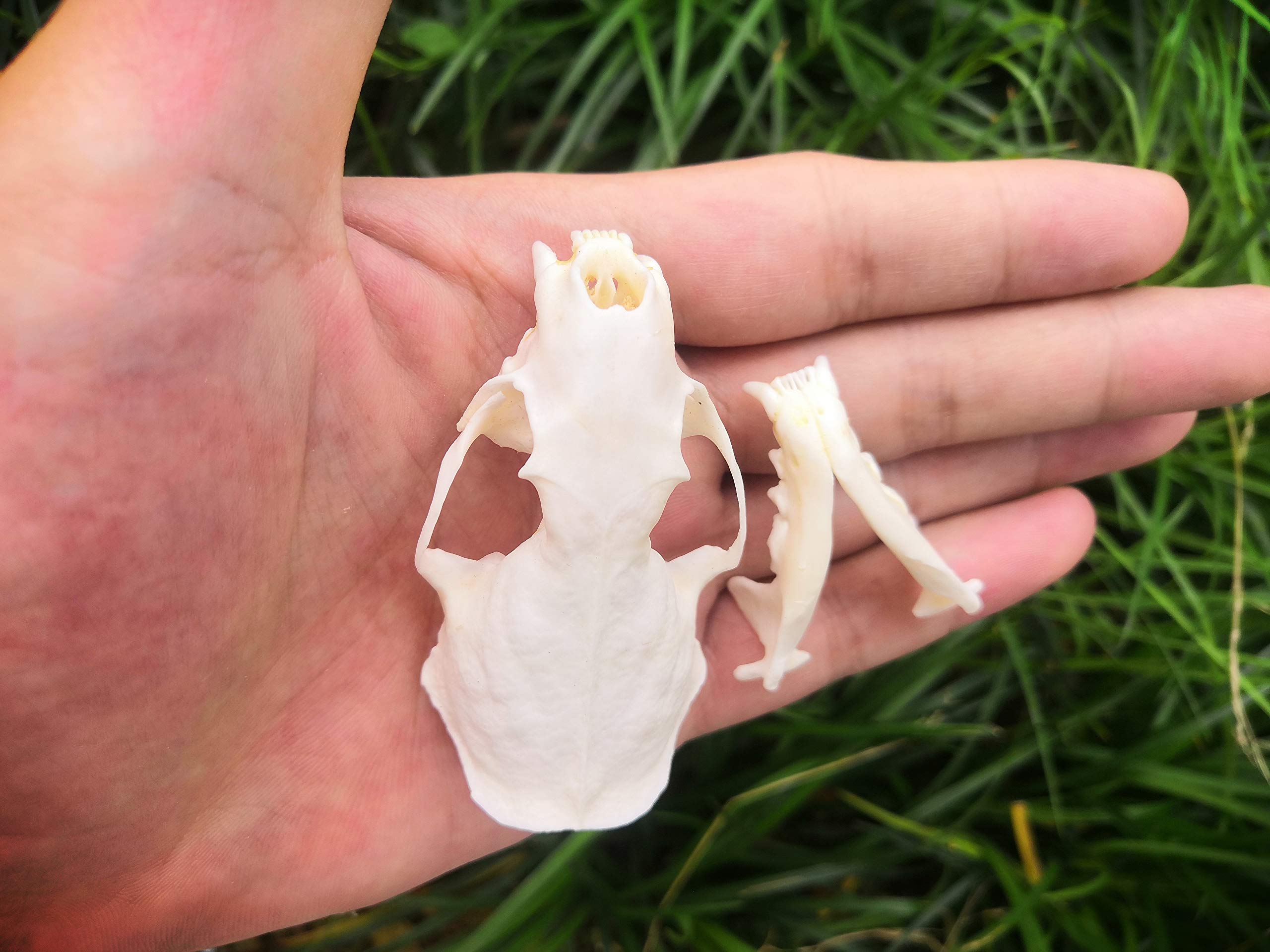 Racoon Dog Skull,Cat Skull,Coypu Skull,Muskrat Skull,Fox Skull,Raccoon Dog Skull,Mink Skull,Taxiderm Skull Specimen