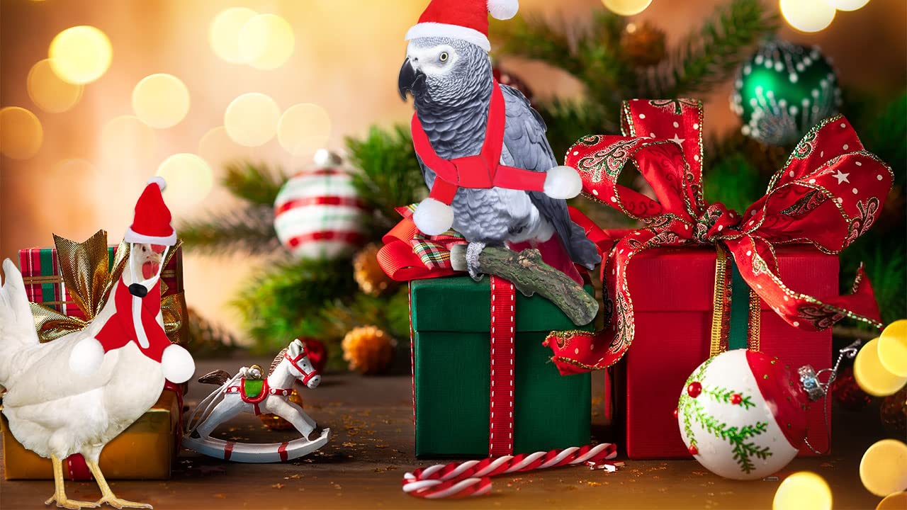 Christmas Pet Chicken Hat Scarf Set for Hens, 12 Pieces Santa Hat Cloak with Adjustable Chin Strap Cute Decorative for Duck Hens Rabbit Kitten