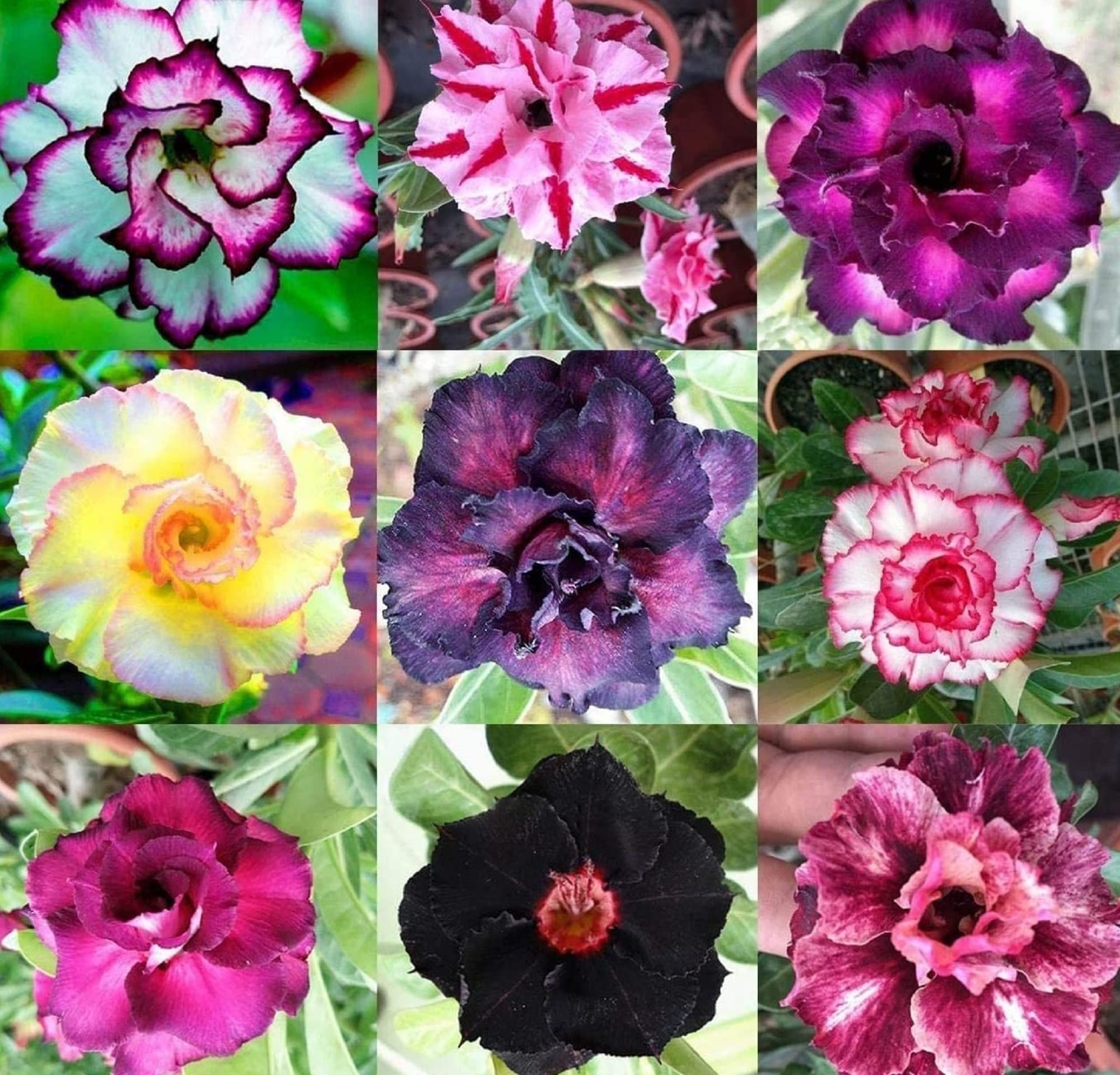 CHUXAY GARDEN Mixed Adenium Obesum-Sabi Star,Kudu,Mock Azalea,Impala Lily,Desert Rose 10 Seeds Popular Bonsai Succulent Plants Striking Landscaping Plant Gardening Gifts Easy to Grow & Maintain