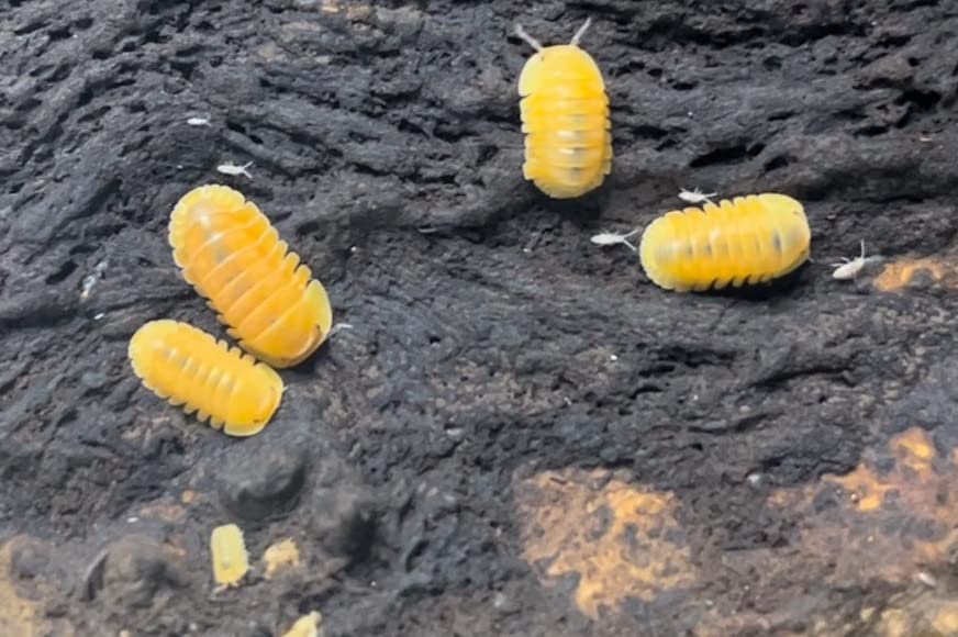 Bugzy Bugs Blonde Rubber Ducky 6 Count Cubaris Isopods Roly Poly Cleanup Crew Feeders for Terrarium Reptile Insect Pet Food