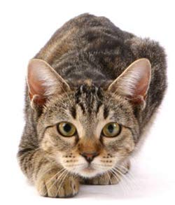 cat Immune System Support - Ultra CAT Vitamins - Mineral Supplement - Premium Chews - Vitamin Supplement for Cats - 180 Treats (2 Bottles)