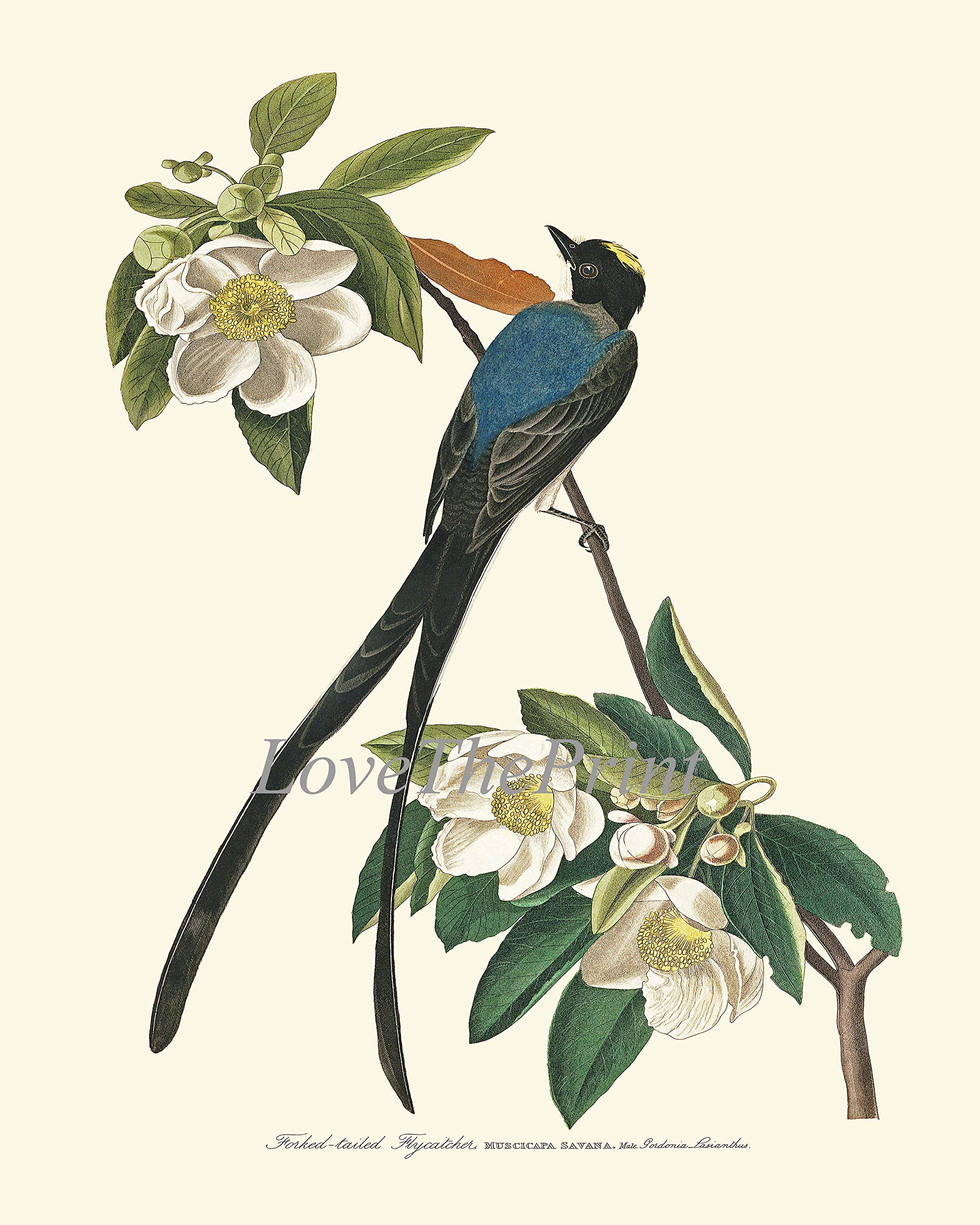 Bird Print Wall Art Set of 4 Prints Beautiful James Audubon Titmouth Fork-tailed Flycatcher Blue Bird Bluebirds Indigo Bird on Pine Tree Blooming Magnolia Flower Home Room Decor Unframed
