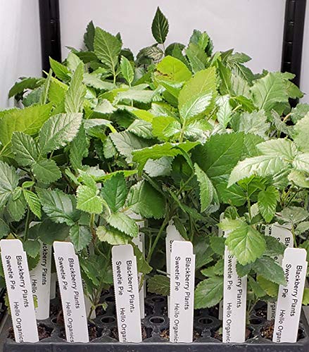 BlackBerry Plants "Sweetie-Pie" Price Includes Four (4) Plants