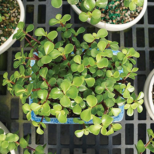 Brussel's Bonsai Live Dwarf Jade Bonsai Tree, Indoor - Small, 3 Years Old, 5 to 8 Inches Tall - Decorative Ceramic Bonsai Pot and Bonsai Tray
