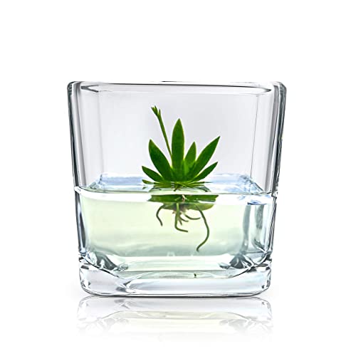 BLOOMIFY Miniature Orchid Terrarium, Open Pot Design, Maintenance Free, 3" Glass Votive