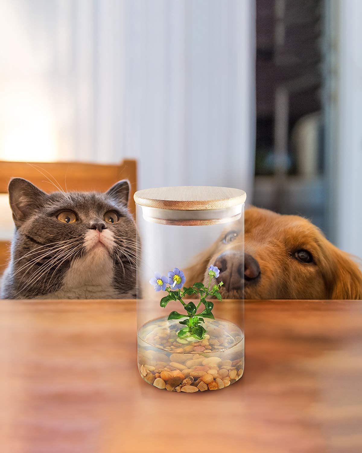 Bloomify Persian Violet (Exacum Affine) - Live Flower Terrarium in Self Sustaining Glass Jar, Maintenance Free and Blooms All-Season, Great Unique Gift and Home Decor, 100% Growth Guarantee