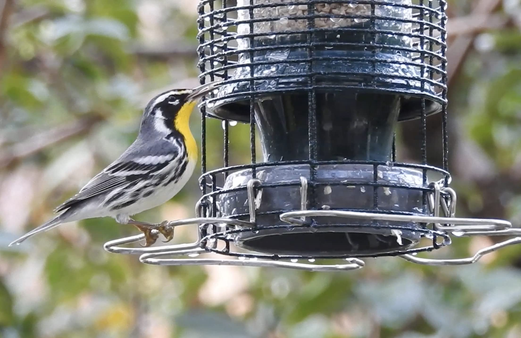 Brome Squirrel Solution 150 Squirrel-Proof Bird Feeder, 2.6-Pound Seed Capacity, 4 Seed Ports
