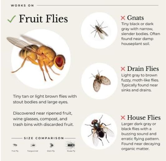 Bye Bye Fruit Fly - Natural Fruit Fly Killer, Liquid Fly Traps for Indoors, Pure Solution Fruit Fly Traps for Indoors Refill Liquid, Safe Near Pets, Food, & Kids, 16 oz
