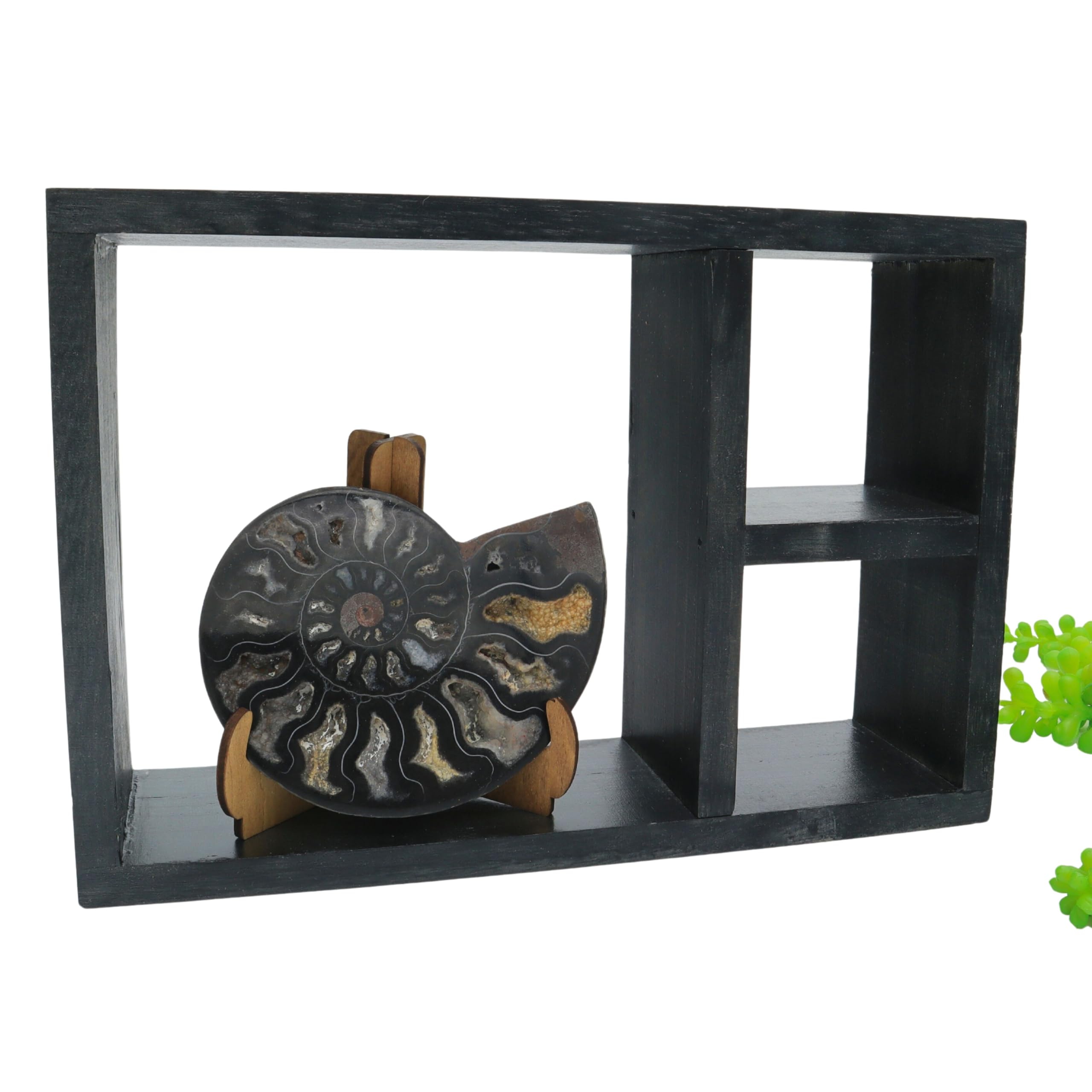 Petite Crystal Display Shelf with Black Ammonite, Rustic Wall-Mounted Floating Shelf for Crystal and Home Décor. Great Nightstand/Apothecary Shelf for Fossils, Reiki Crystals