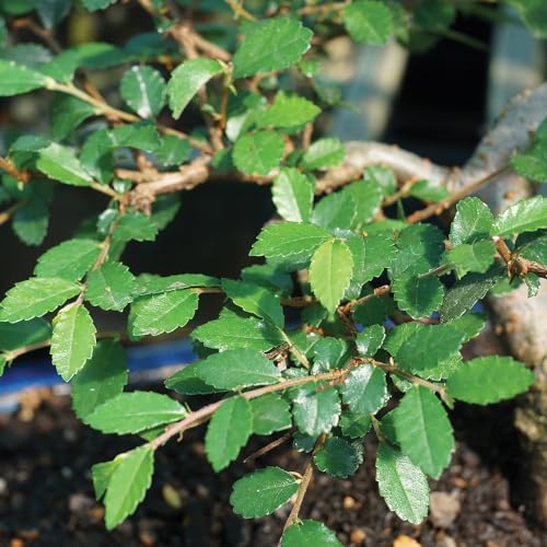 Brussel's Live Chinese Elm Outdoor Bonsai Tree - 14 Years Old; 16" to 20" Tall with Decorative Container, Humidity Tray & Deco Rock