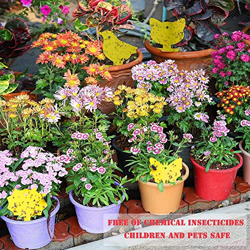 BUGKILLER 30PCS Yellow Fruit Fly Traps for Indoors, Fungus Gnats Sticky Traps for Plants, Gnat Traps for House Indoor, Used for Mosquitoes, Whiteflies, Thrips, Leaf Miners...(Non-Toxic, Dual Sided)