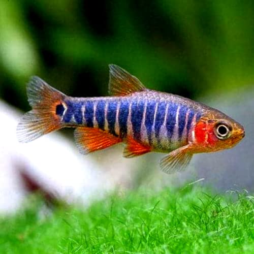 Emerald Dwarf Rasbora - 8 Pack Live Freshwater Aquarium Fish