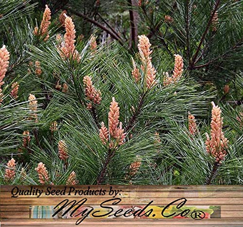 Big Pack Bonsai Tree Seeds - Japanese RED Pine Tree (150 Seeds) - Pinus densiflora Pine Tree Seeds - Non-GMO Seeds by MySeeds.Co (Big Pack - Japanese Red Pine)