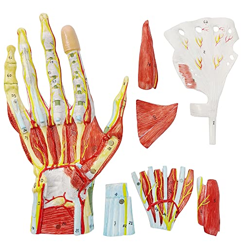 Evotech Numbered Hand Anatomical Skeleton Model W/Bones Muscles Ligaments Nerves and Blood Vessels, 7 Parts Life Size Medical Quality Hand Joint Easy Mounting for Medical Classroom Teaching Study