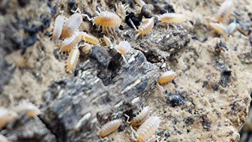 Bugzy Bugs Powder Orange Live Isopods Porcellio Pruinosus Cleanup Crew Roly Poly for Insect Terrarium Reptile Pet Food