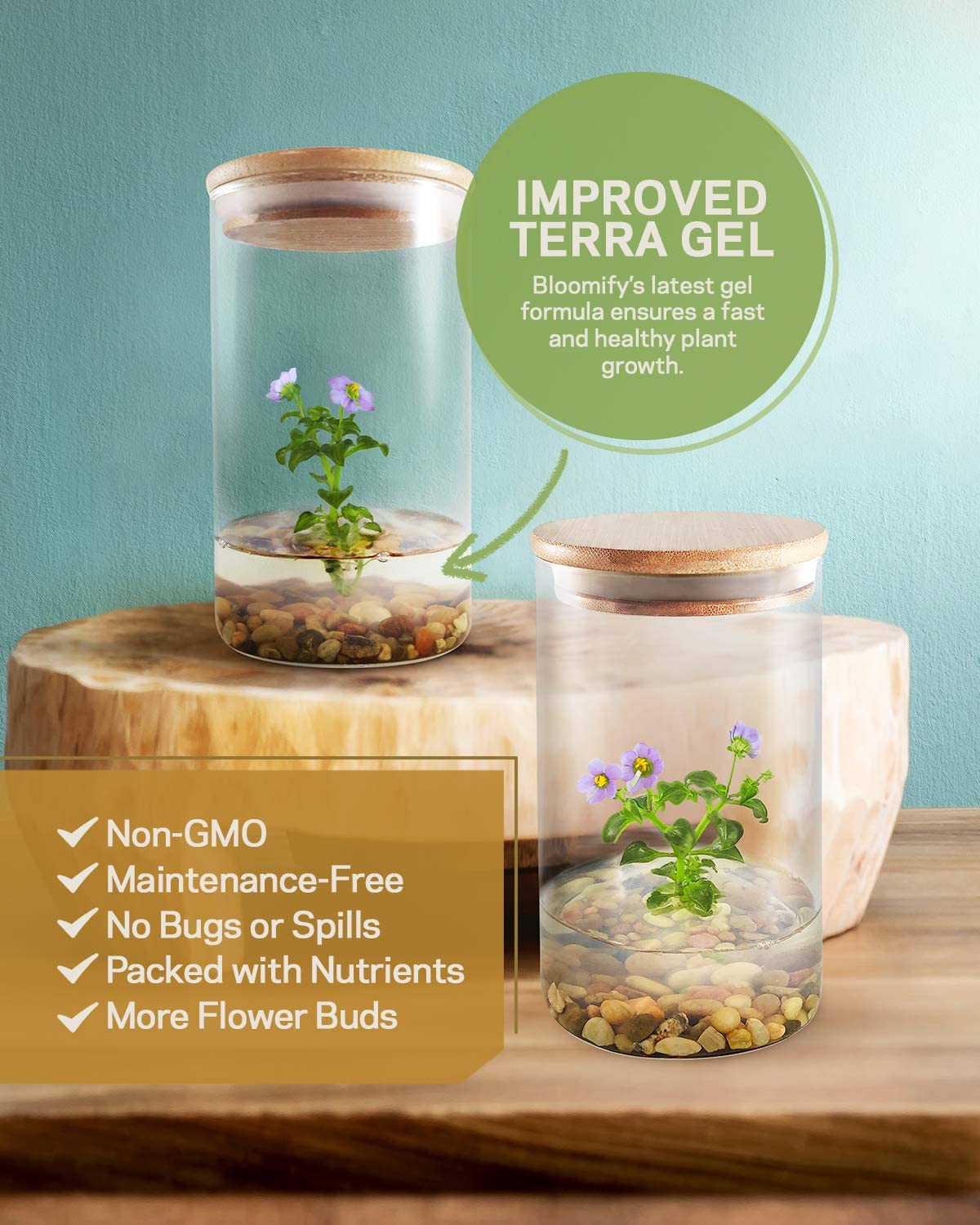 Bloomify Persian Violet (Exacum Affine) - Live Flower Terrarium in Self Sustaining Glass Jar, Maintenance Free and Blooms All-Season, Great Unique Gift and Home Decor, 100% Growth Guarantee