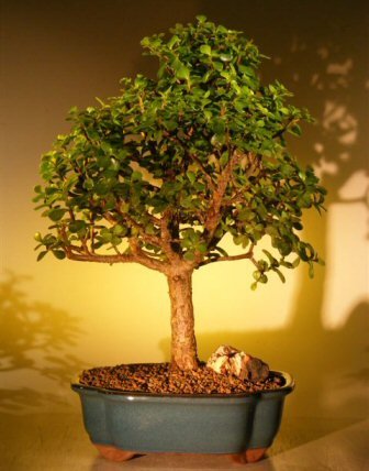 Bonsai Boy Baby Jade Bonsai Tree - Extra Large Portulacaria Afra