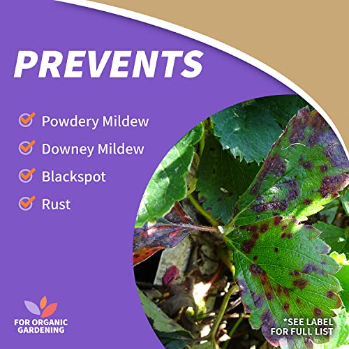 Bonide Captain Jack's Rose Rx 4-in-1 Insect & Disease Control, 32 oz Ready-to-Use Spray Neem Oil for Organic Gardening