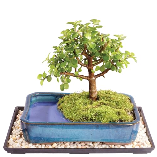 Brussel's Live Dwarf Jade Indoor Bonsai Tree in Water Pot - 5 Years Old; 6" to 10" Tall with Humidity Tray & Deco Rock