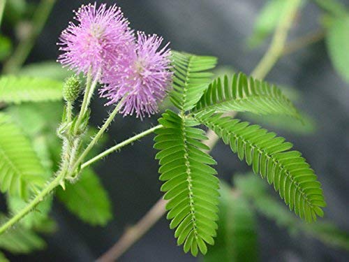 TickleMe Plant Classroom or Homeschool Science Fun Planting Party kit - for 30 Students - Grow The House Plant That Closes Its Leaves When You Tickle It. Includes Activity Book