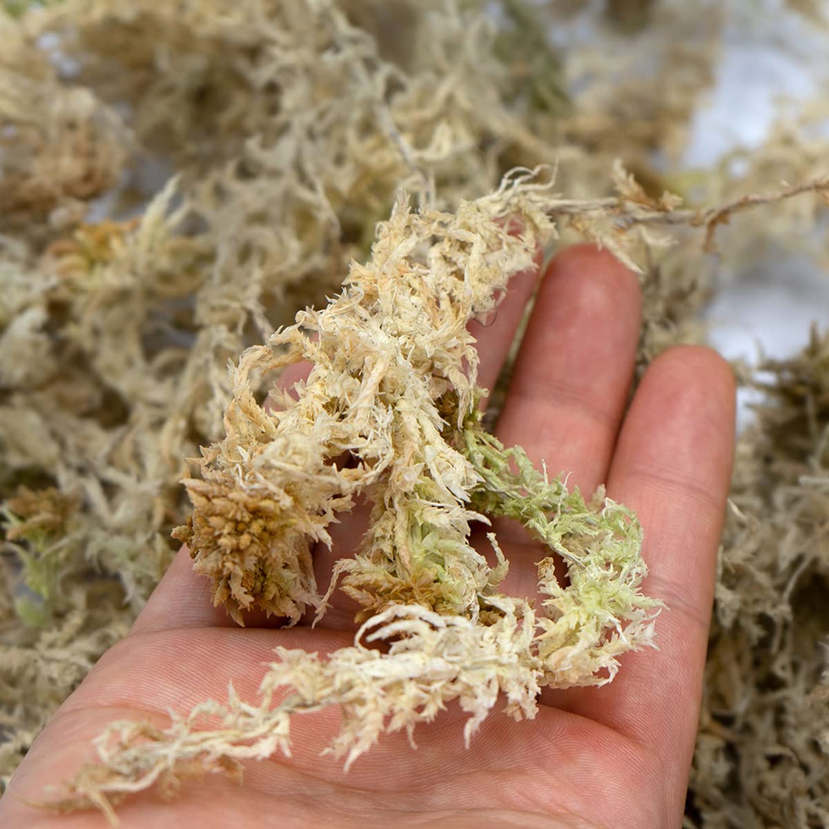 Caverythfit Long Fiber Sphagnum Moss, Naturally Air Dried, Great Orchid Medium, Perfect for Rooting Plants and Cuttings, 5oz(Appx.17QT)