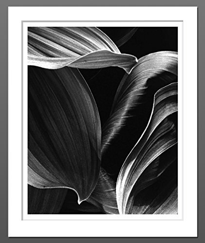 Corn Lily Abstract (#1)
