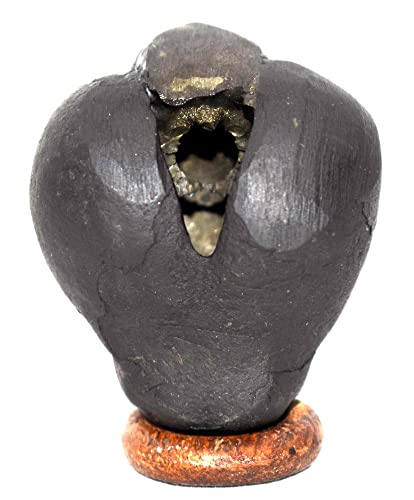 Dhumavati Shaligram/Adwaitya Golden Dhumavati Dasha MahaVidya Shaligram, Fossil, Fossil