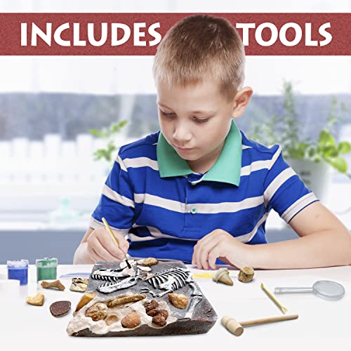 DANCING BEAR Fossil Dig Kit, Excavate 15 Prehistoric Fossils Including Real Dinosaur Bones and Shark Teeth, Paleontology STEM Education for Kids, Fun Science Activity Gift Sets for Girls and Boys