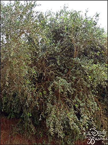 Dovyalis caffra (Kei Apple Tree) - 25 Seeds