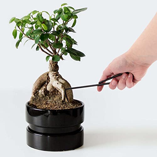 BambooMN Bonsai Root Pick Tool Steel Claw - 1 Piece