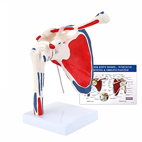 HINGONS Shoulder Joint Model with Muscle, Life Size Human Anatomical Shoulder Ligament Model for Patient Science Education and Anatomy Research (Includes a Base)