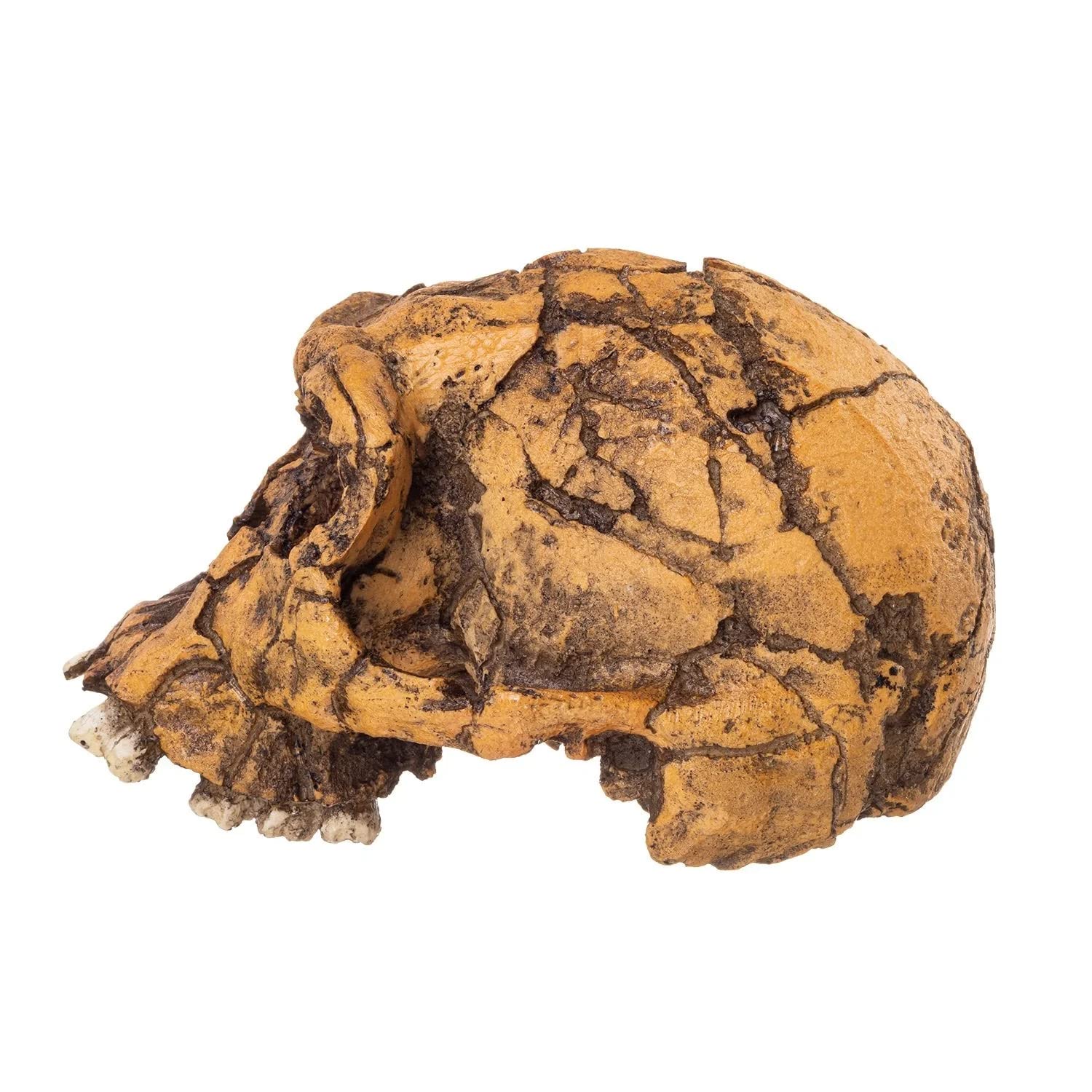 Homo Habilis KNM ER 1813 Skull (Teaching Quality Recreation)