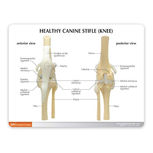 GPI Anatomicals - 4-Stage Canine Knee Model Set, Degenerative Joint Disease Models for Canine Anatomy and Physiology Education, Anatomy Model for Veterinarianās Offices, Medical Study Supplies