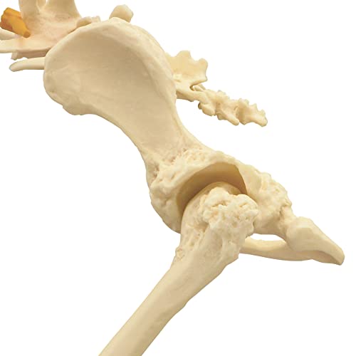 GPI Anatomicals - Canine Pelvis Model, Normal and Osteoarthritic Hip Joint Bones for Anatomy and Physiology Education, Anatomy Model for Veterinarianās Offices and Classrooms, Medical Study Supplies