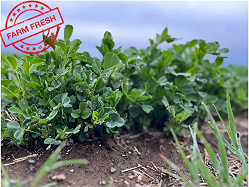 Bulk Fresh Alfalfa Hay 80oz by Bunny Honey - USDA Organic Hay for Small Select Pets, Guinea Pigs, Rabbits, Hamsters - Best Cut & Delivered Fresh - Promotes Healthy Digestive Function - 5 Pound