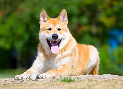 Dog antioxidant Supplements - Advanced Dog Immune Support - Veterinarian Recommended Complex - Organic Turmeric for Dogs - 2 Bottles (120 Treats)