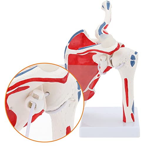 HINGONS Shoulder Joint Model with Muscle, Life Size Human Anatomical Shoulder Ligament Model for Patient Science Education and Anatomy Research (Includes a Base)