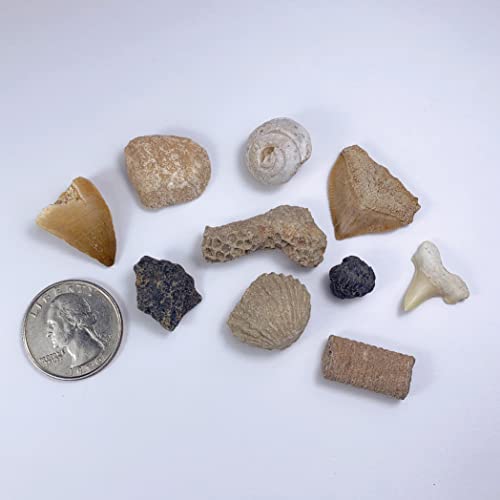 Fossil Collection (10 Piece) with Storage Case and Information Card