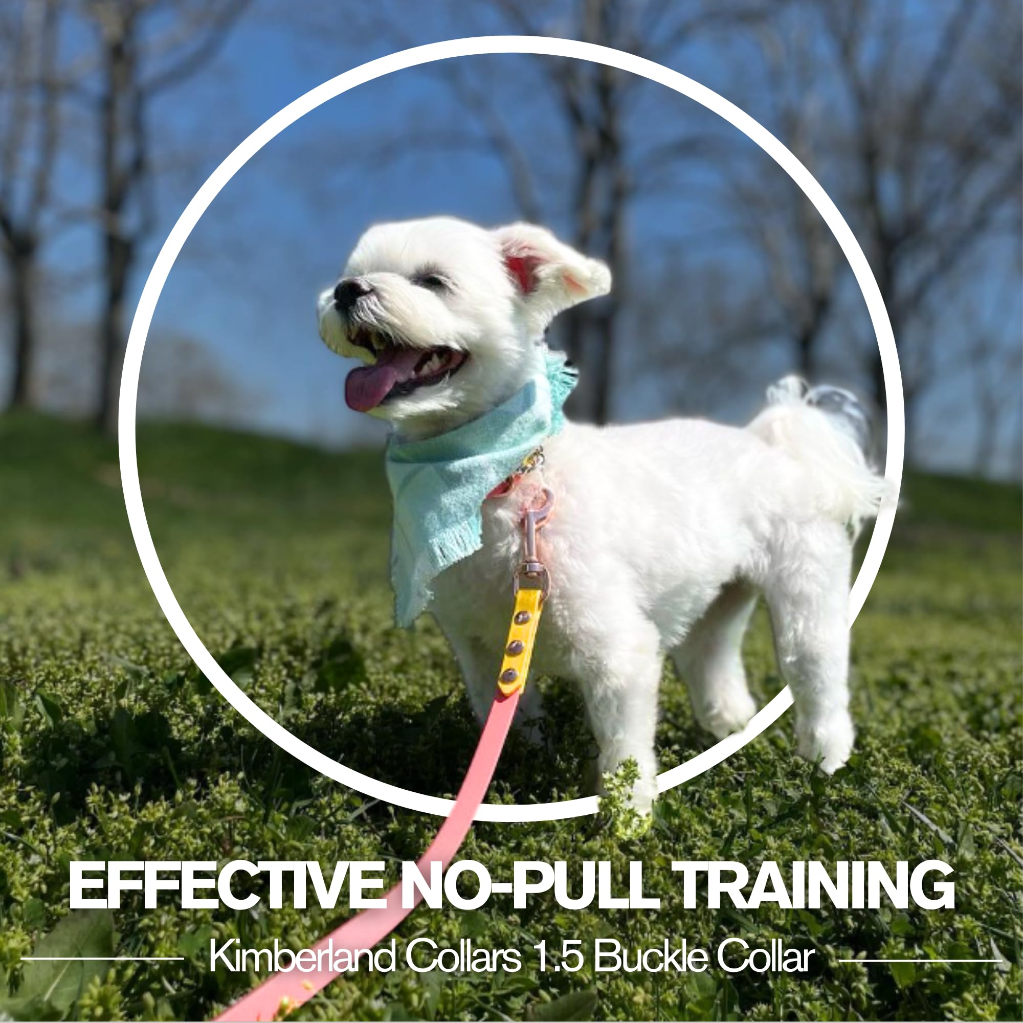 Kimberland Collars Buckle 1.5mm Stainless Dog Training Collar for Small Breeds | 8'' Prong Collar for Dogs 7-20lbs | No-Pull Collar | Dog/Puppy Training & Behavior Aid